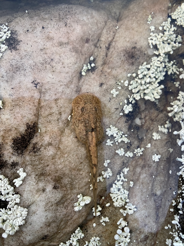 Cape Ghost frog from Hottentots Holland Nature Reserve, WC, ZA on ...