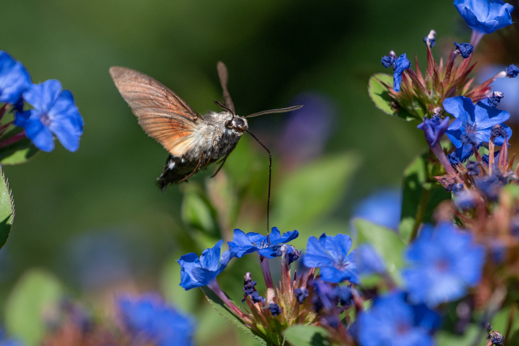 Eurasian Hummingbird Hawkmoth From 97332 Volkach Germany On August 7 Eurasian Hummingbird Hawkmoth From 97332 Volkach Germany On August 7