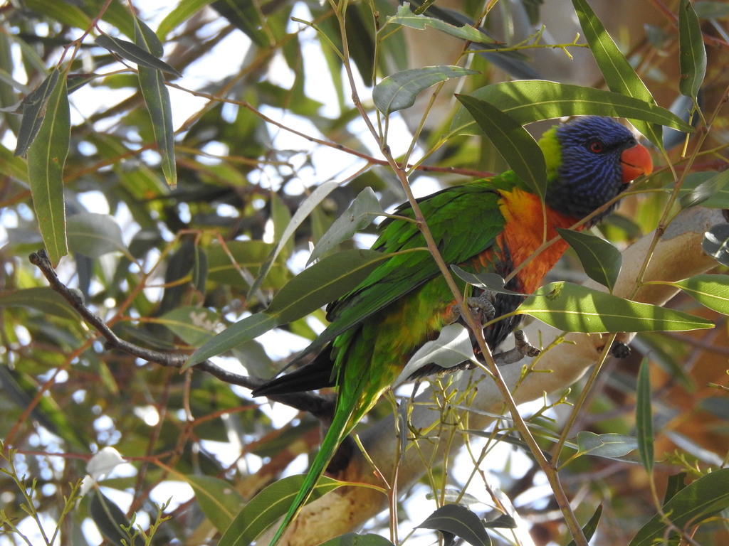 Rainbow Lorikeet from Elsternwick Park Nature Reserve, New Street ...