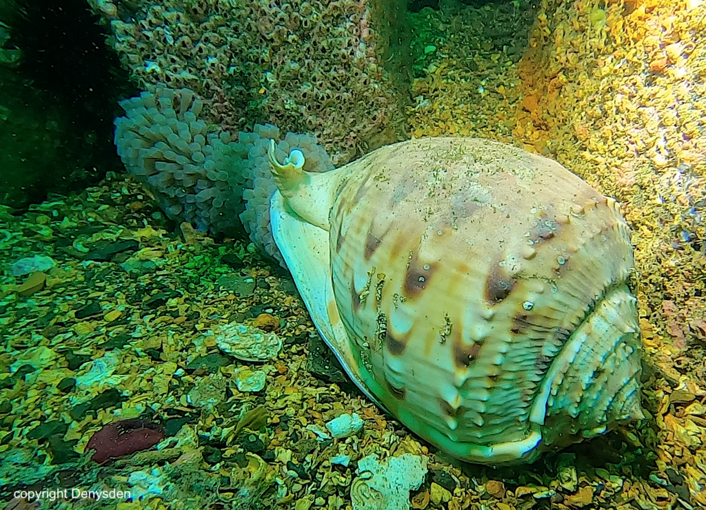 West African helmet snail from Dakar, SN-DK, SN on August 7, 2022 at 08 ...