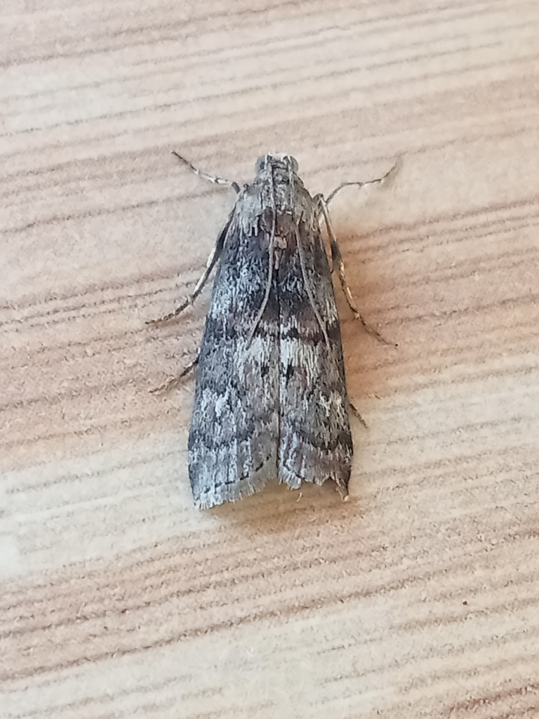 Dotted Oak Knot-horn from Cartmel, Grange-over-Sands LA11 7SS, UK on ...