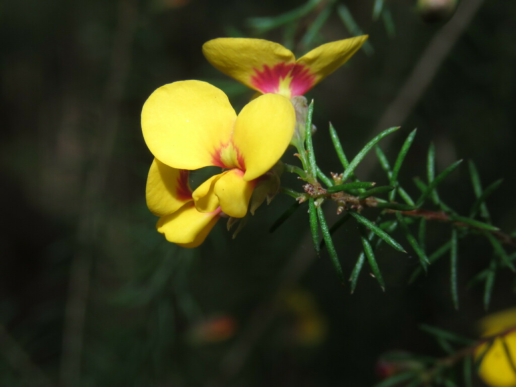 heathy parrot pea from Middle Dural NSW 2158, Australia on August 08 ...