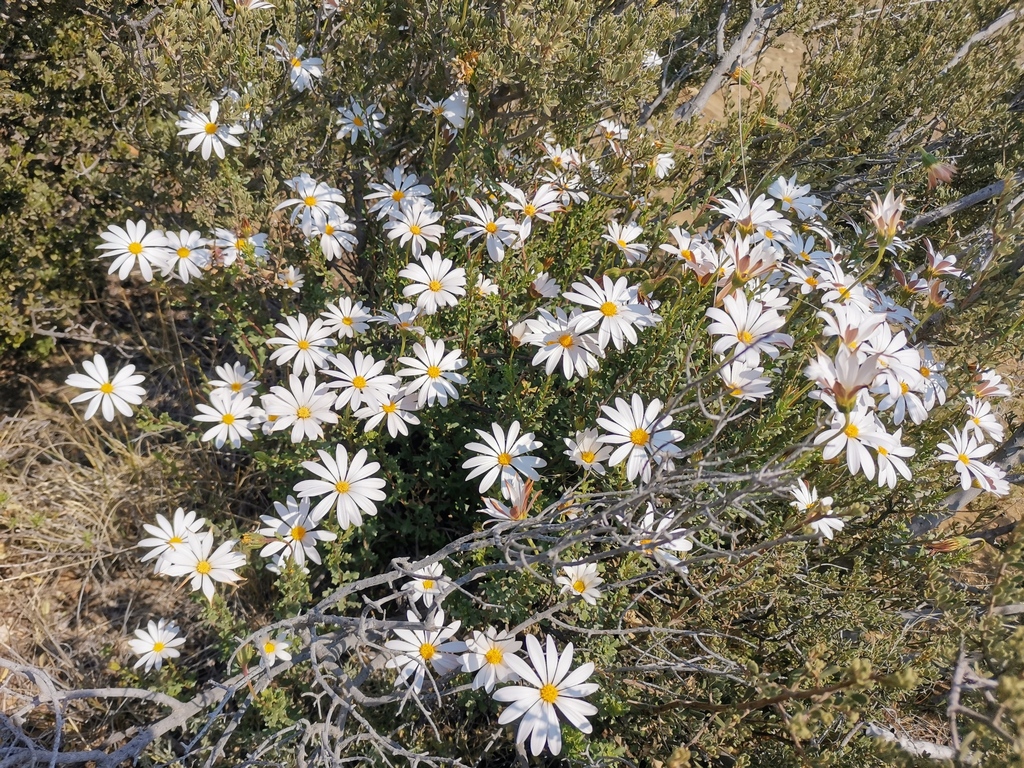 Sticky Rain Daisy from Central Karoo DC, South Africa on August 2, 2022 ...