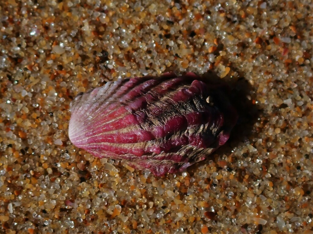 Large-ribbed Cardita from Bundagen NSW 2454, Australia on August 08 ...