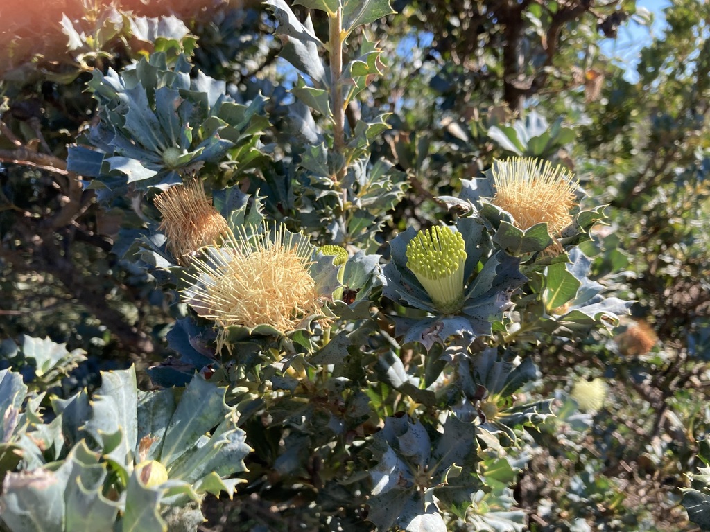 Parrot Bush from Northampton, Western Australia, Australia on July 19 ...