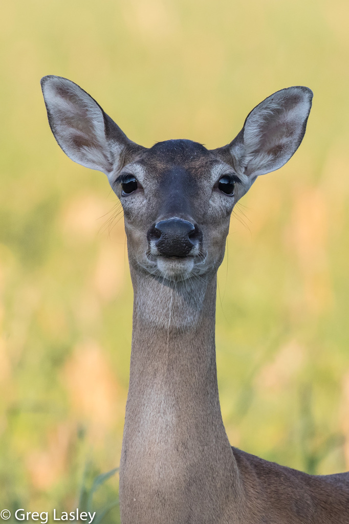 White-tailed Deer from Gonzales, Texas, United States on July 27, 2018 ...