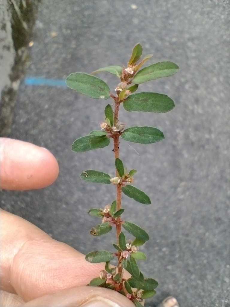 Spotted spurge from 24121 Bergamo BG, Italia on August 08, 2022 at 10: ...