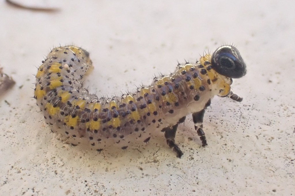 Berberis Sawfly from Épron, France on August 08, 2022 at 11:25 AM by ...