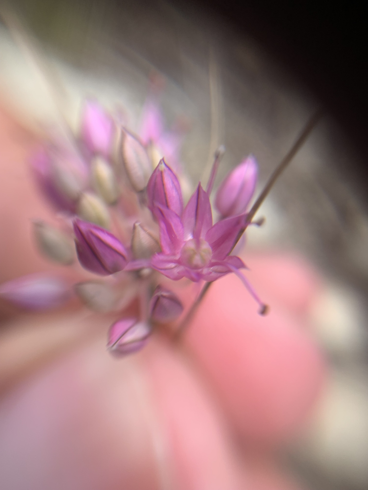 Allium saxatile M.Bieb.