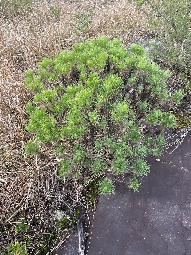 plants from Inxuba Yethemba Rural, EC, ZA on August 07, 2022 at 03:53 ...