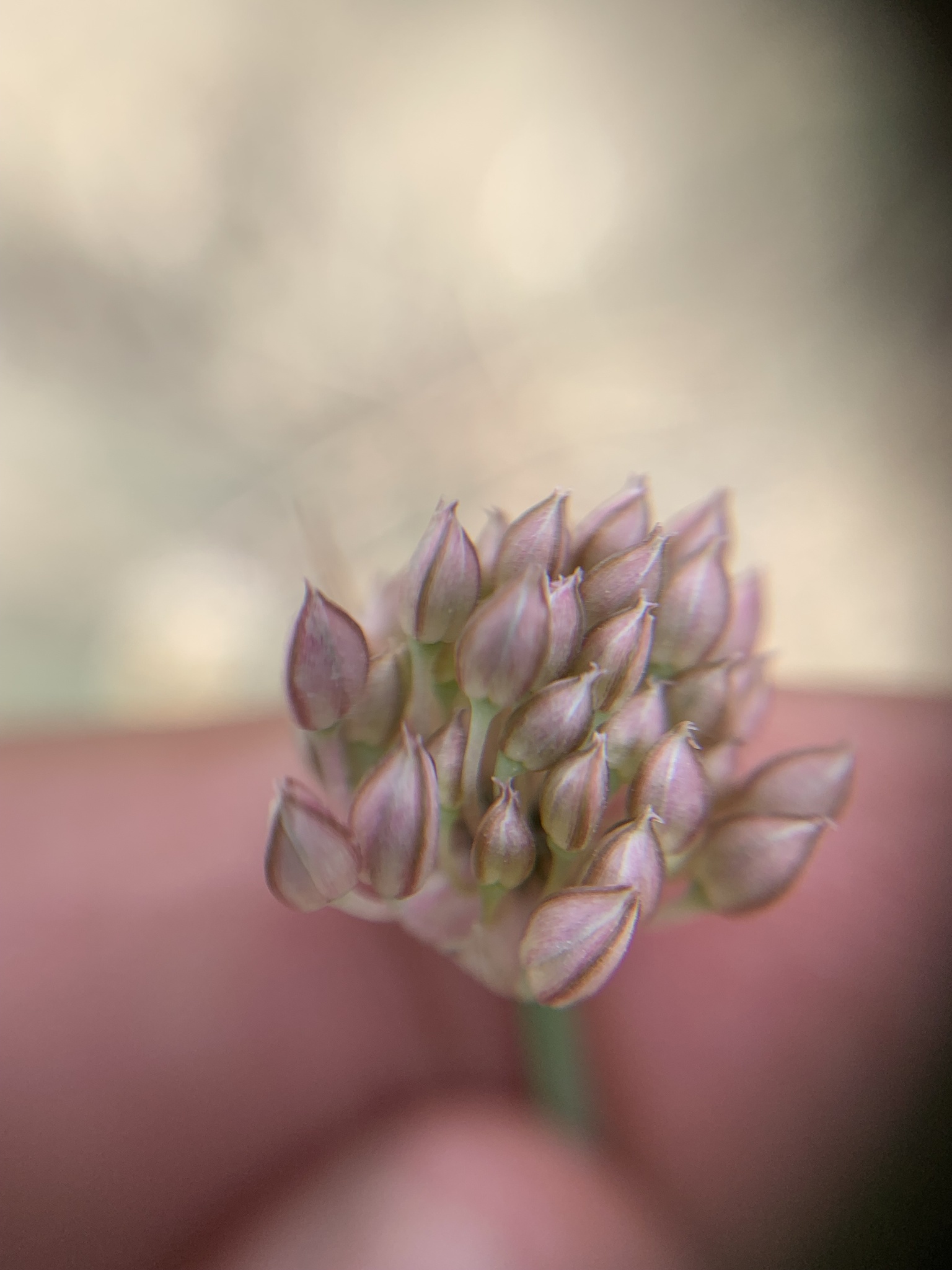 Allium saxatile M.Bieb.