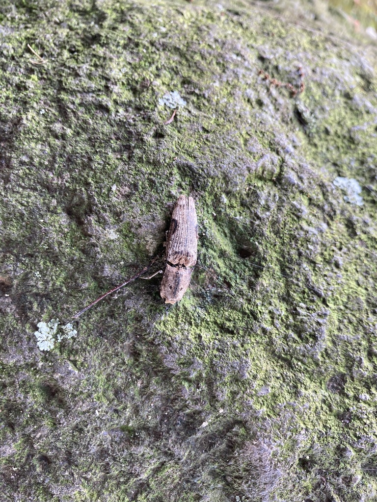 Cryptalaus larvatus from Maegawa Suigen, Kikuchi, Kumamoto, JP on ...