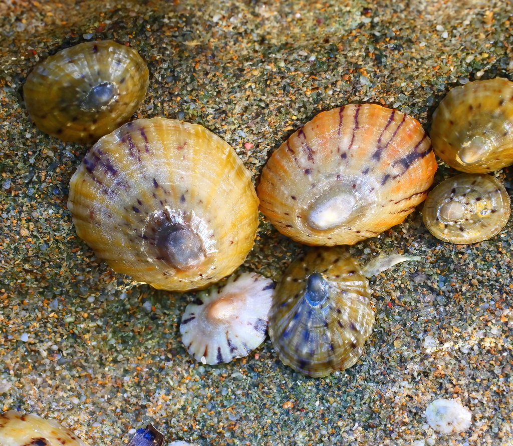 Variegated limpet from Barwon Heads VIC 3227, Australia on August 8 ...