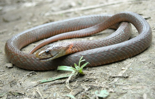 Leonard's Keelback (Rhabdophis leonardi) - Snakes and Lizards