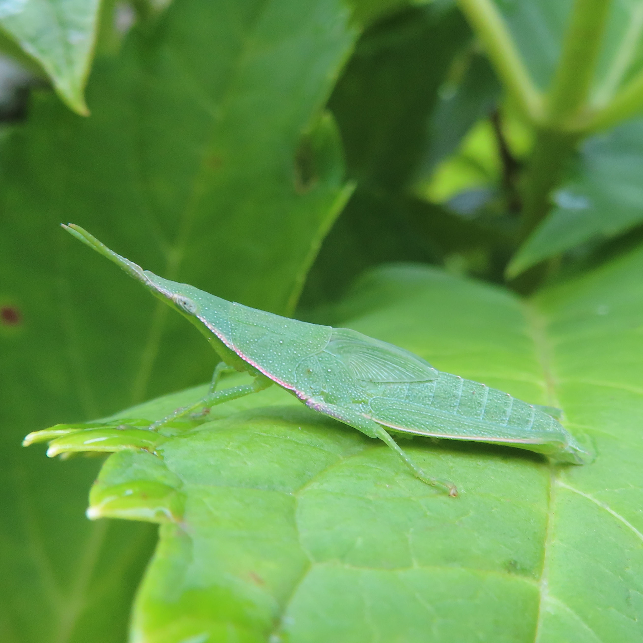 Atractomorpha lata (Mochulsky, 1866)