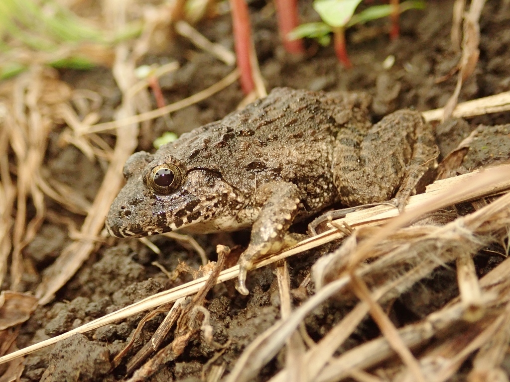 Rice field frog from 日本、〒252-0815 神奈川県藤沢市石川 on August 07, 2022 at 07:12 ...