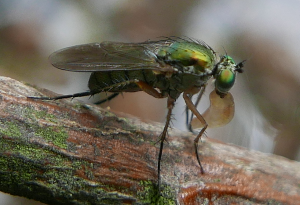 Winged and Once-winged Insects from Göttingen, Deutschland on July 29 ...