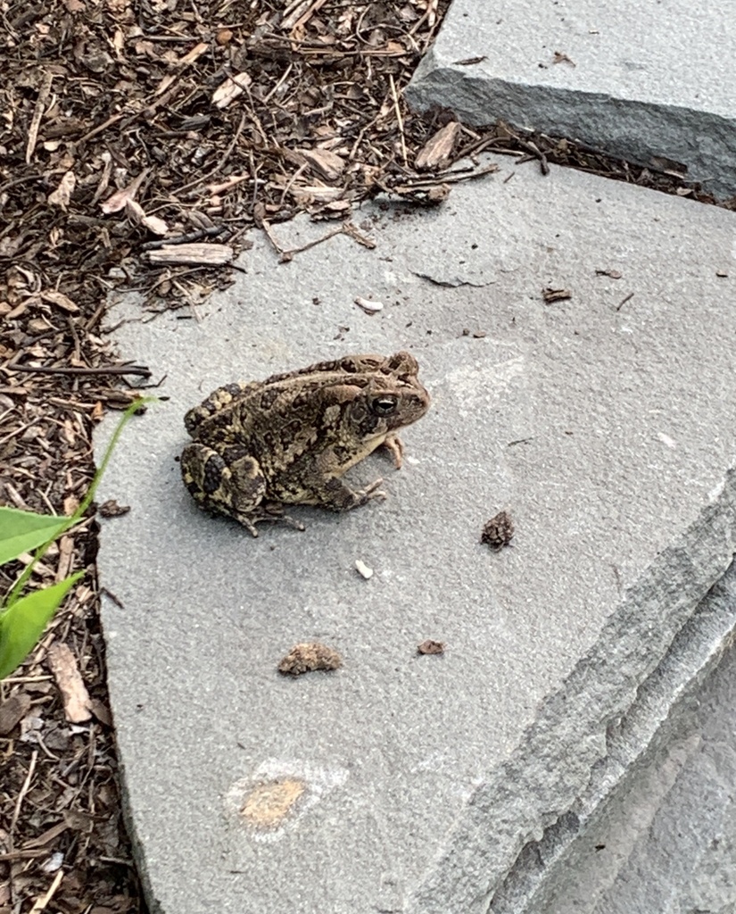 Fowler's Toad from Comegys Ct, Lewes, DE, US on August 07, 2022 at 08: ...