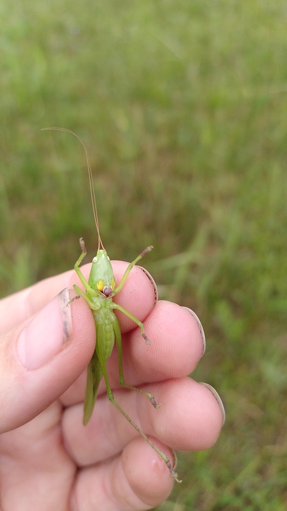 Large Conehead from Moosbrunn Parlamentgasse, 2440 Moosbrunn ...