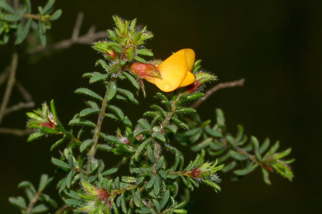 Hairy Bush-pea (Pultenaea villosa) - Botanical Realm