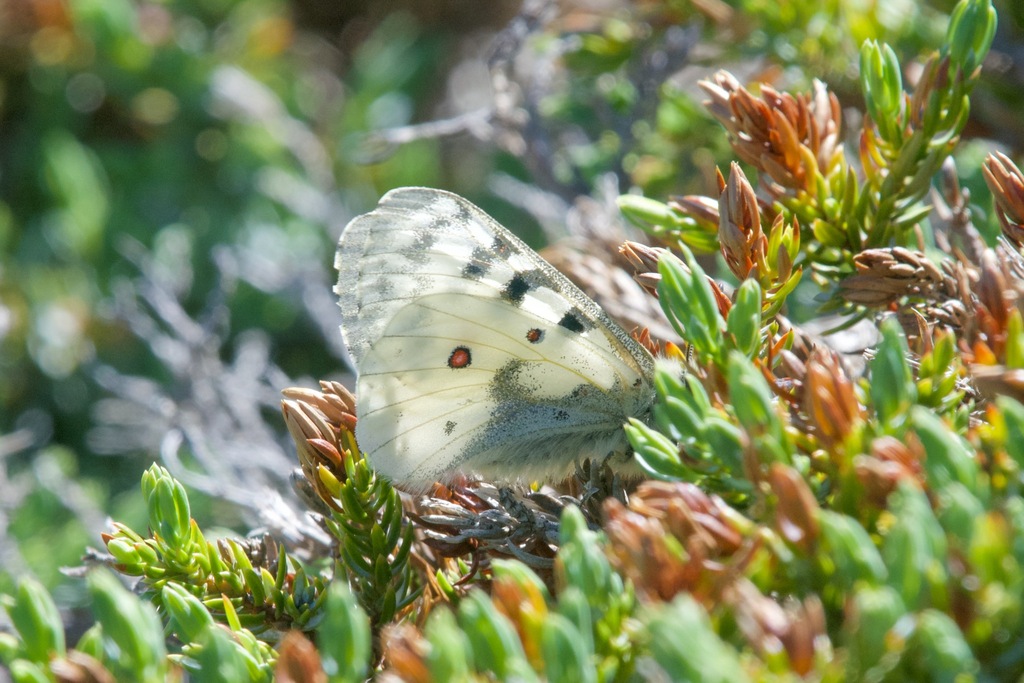 Rocky Mountain Parnassian from Clallam, Olympic, Olympic National Park ...