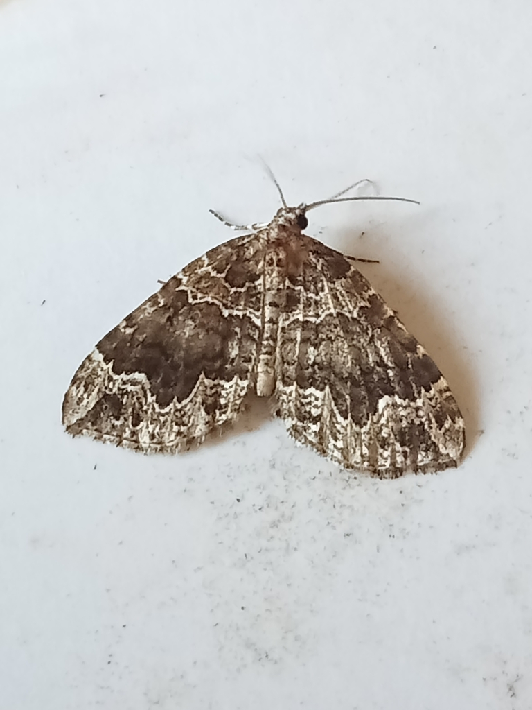 Water Carpet Moth from Cartmel, Grange-over-Sands LA11 7SS, UK on ...