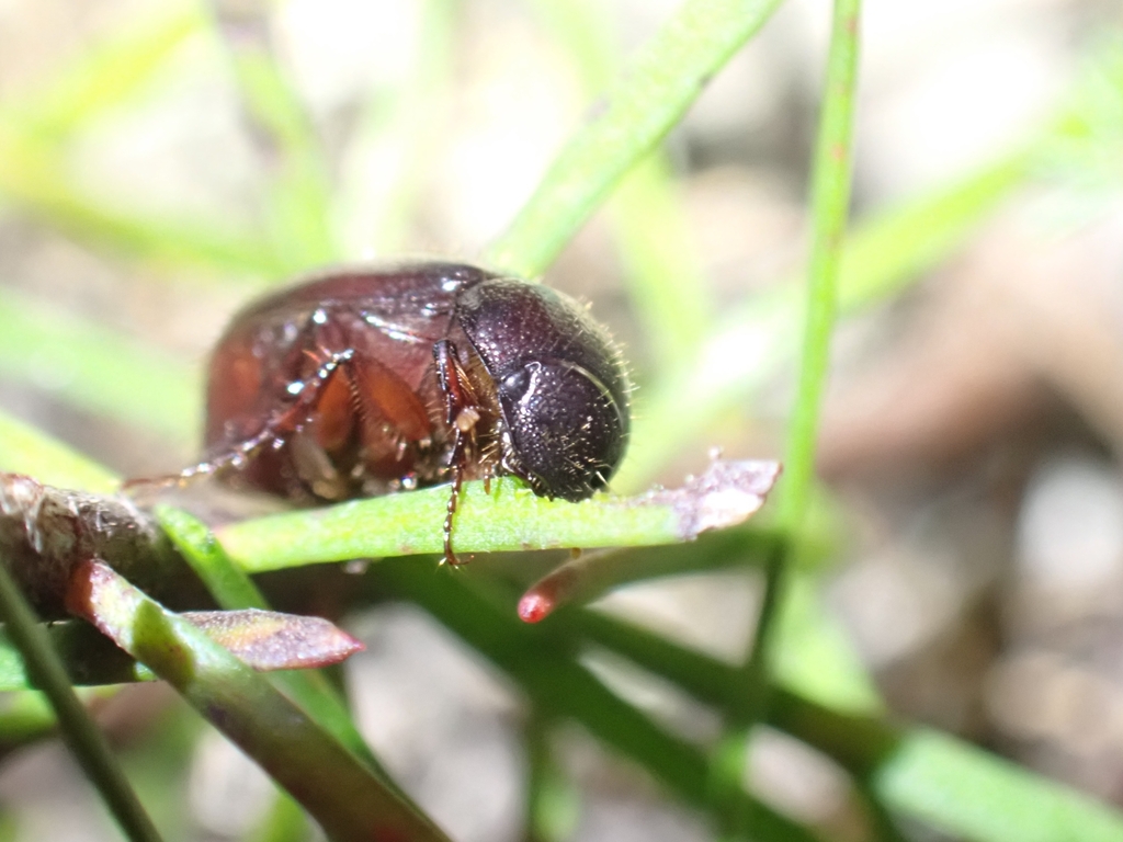Scarabs in August 2022 by Michelle Colpus. Approx 13mm · iNaturalist