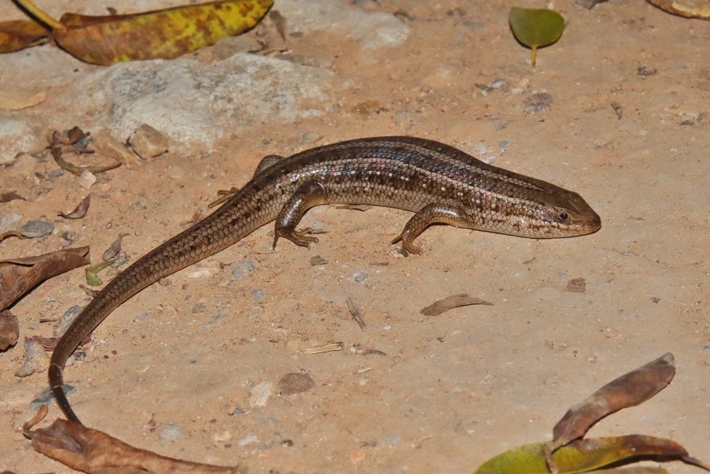Cape Skink from Addo Elephant National Park, ZA-EC-CC, ZA-EC, ZA on ...