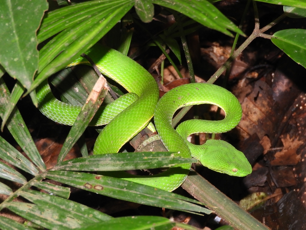 Vogel’s Pit Viper from F97C+CGM ตำบล หมูสี อำเภอปากช่อง นครราชสีมา ...