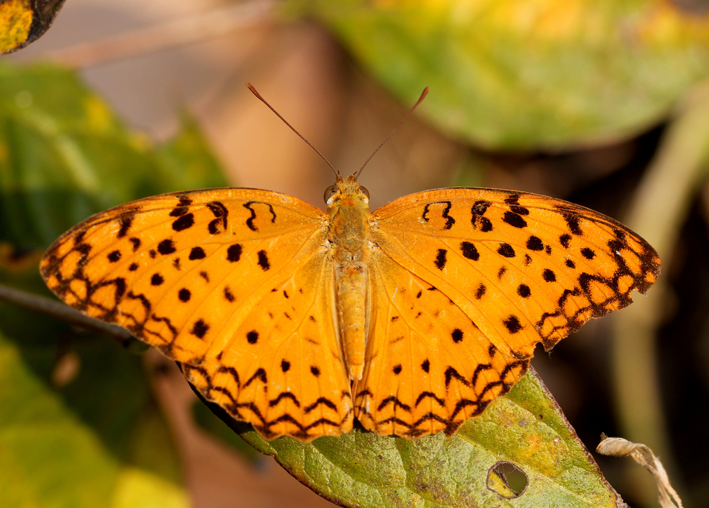Common Leopard (Field guide of Ovalekar Wadi Butterfly Garden ) · iNaturalist
