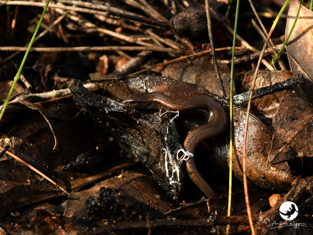 Southwestern Earless Skink from Mount Cooke WA 6390, Australia on ...