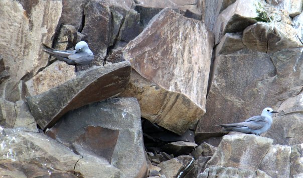 Blue-gray Noddy from Tutuila, American Samoa on September 20, 2009 by ...
