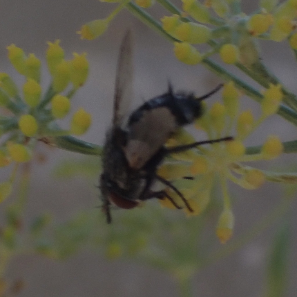 Bristle Flies in August 2022 by Albert Cardona · iNaturalist