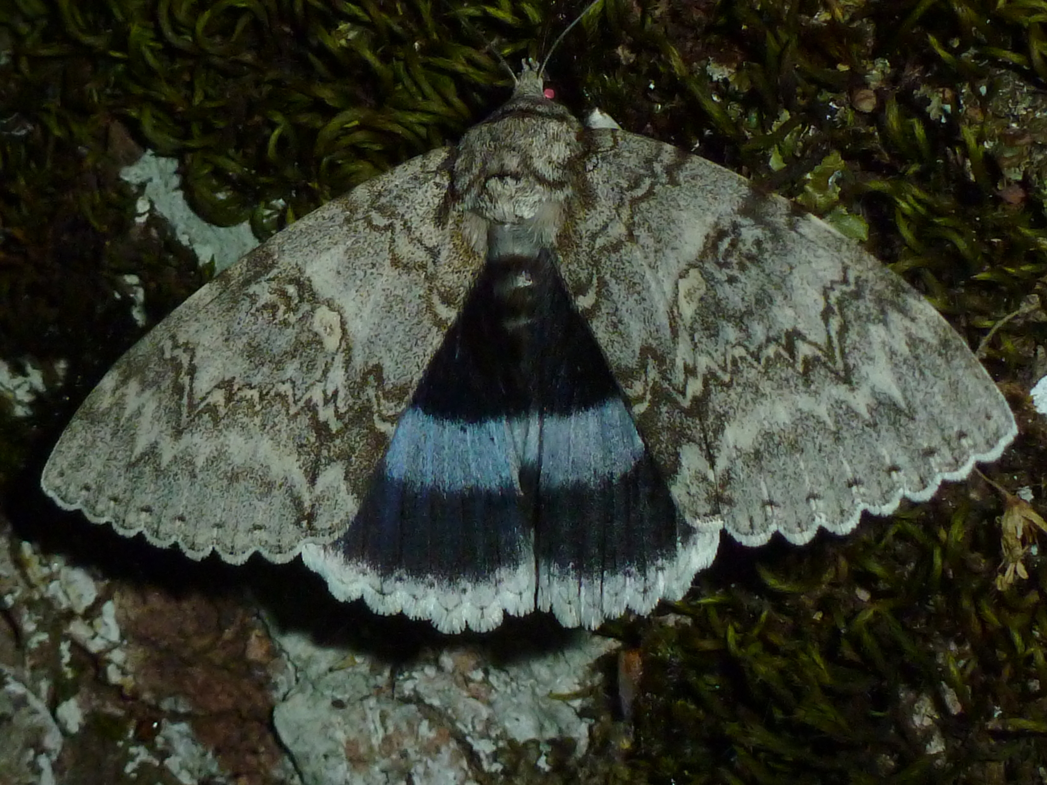 Catocala fraxini Linnaeus, 1758