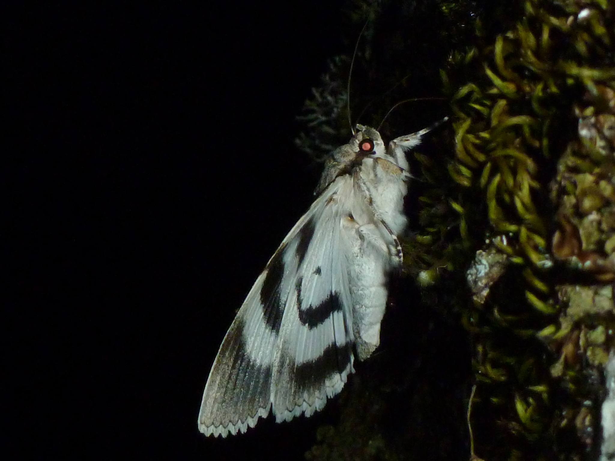 Catocala fraxini Linnaeus, 1758
