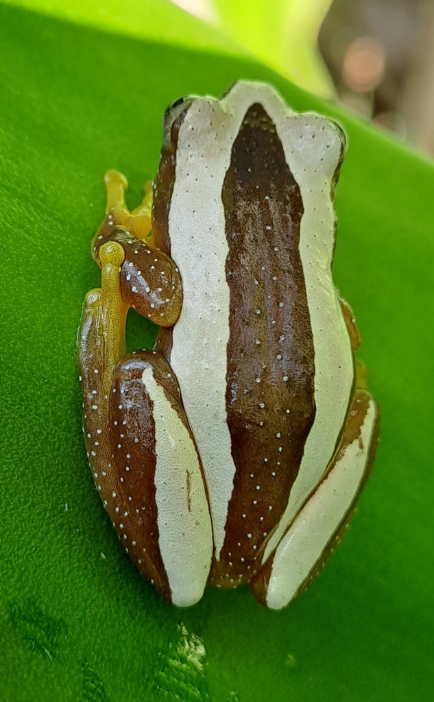 Fornasini's Spiny Reed Frog from St Lucia, 3936, South Africa on August ...