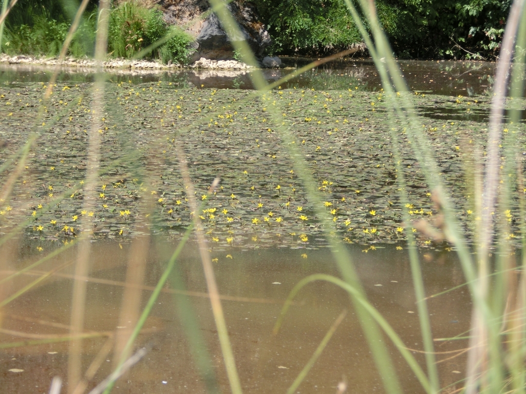 water fringe from Schwandorf, DE-BY, DE on August 4, 2022 at 12:29 PM ...