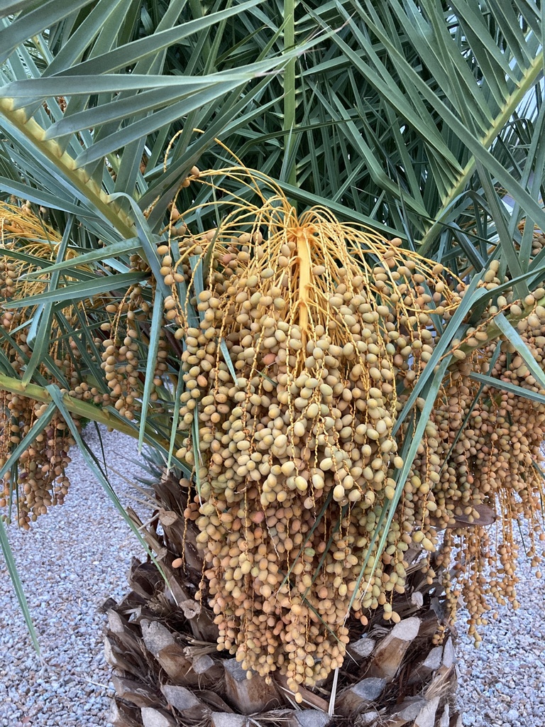 date palms from E Pasture Canyon Dr, San Tan Valley, AZ, US on August ...