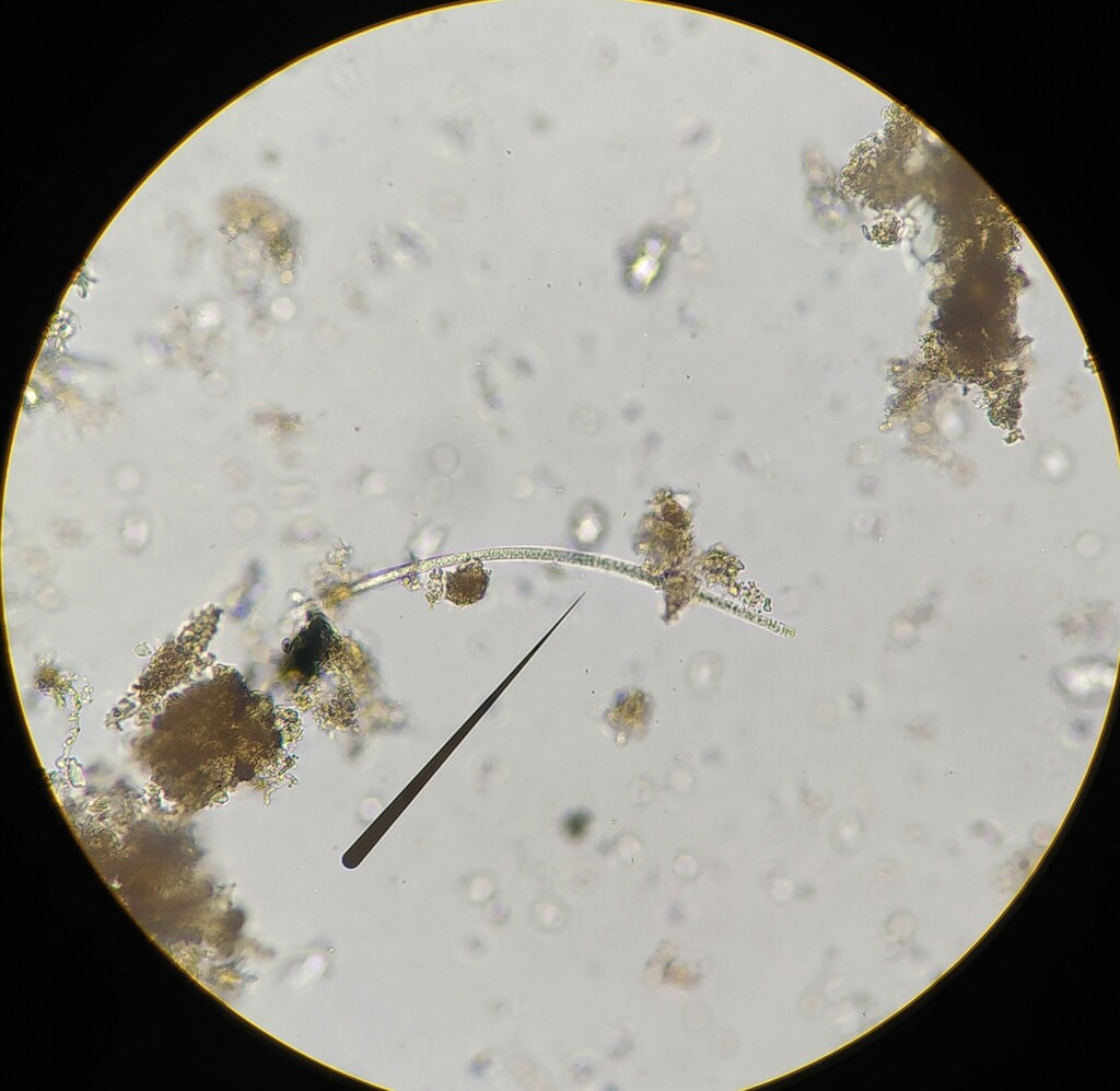 Lyngbya wollei from Coroncoro on July 8, 2022 at 07:49 AM by ...