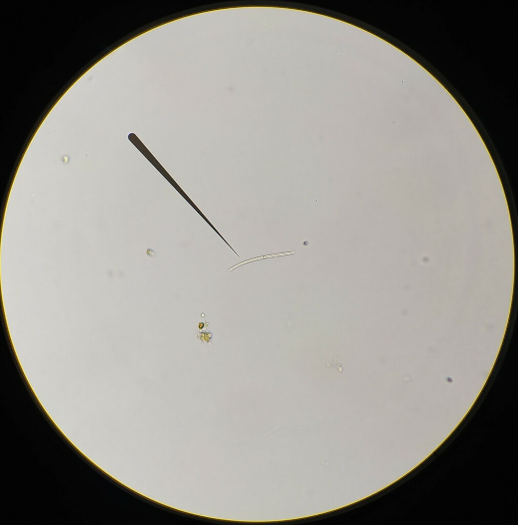 Oscillatoria from Coroncoro on July 8, 2022 at 07:55 AM by ...