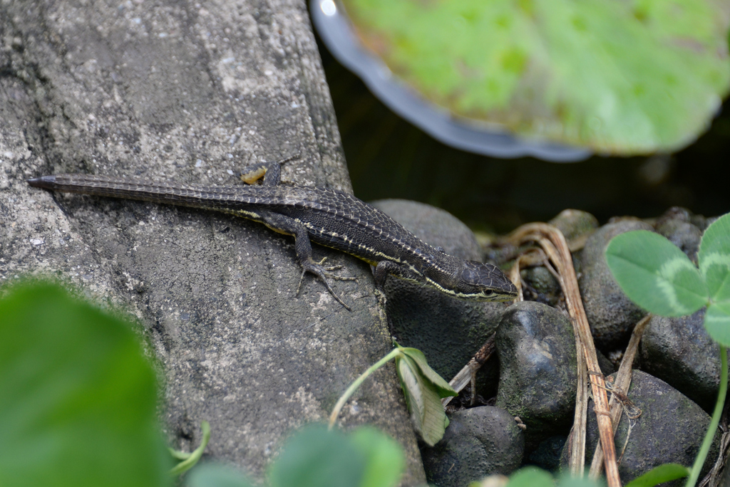 Japanese Grass Lizard in July 2022 by Alan Broderick · iNaturalist