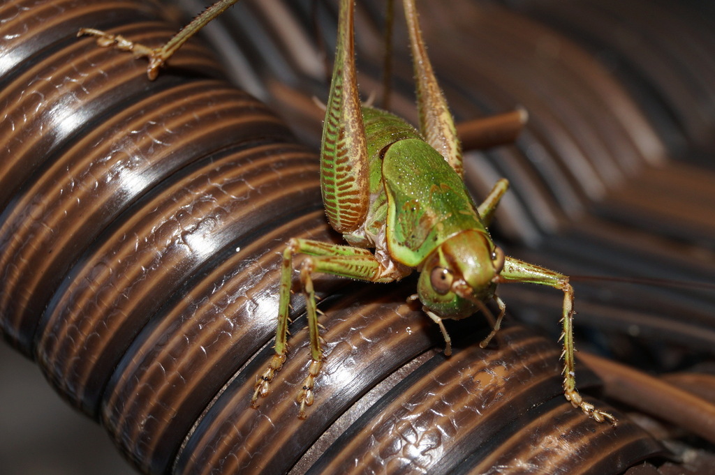 Marbled Bush-crickets from Makratika 490 82, Greece on August 04, 2022 ...