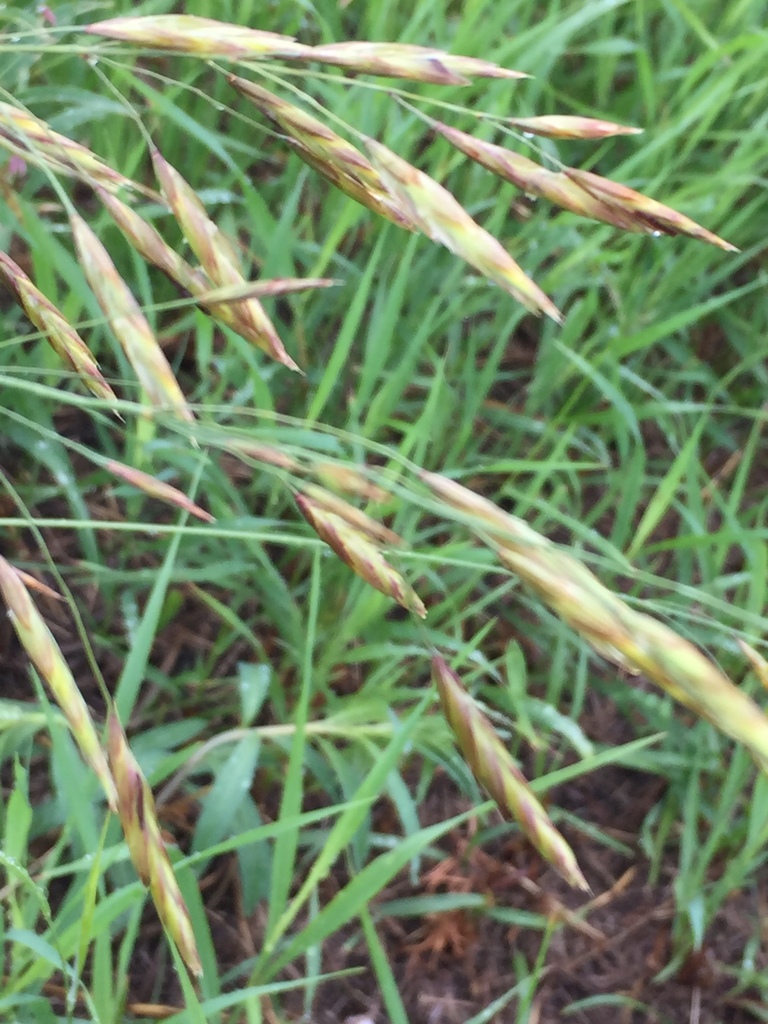 Smooth Brome from Inuvik, NT X0E, Canada on July 27, 2018 at 02:12 PM ...