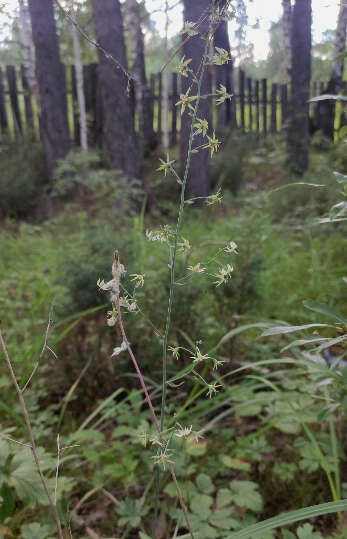 Anticlea sibirica (L.) Kunth