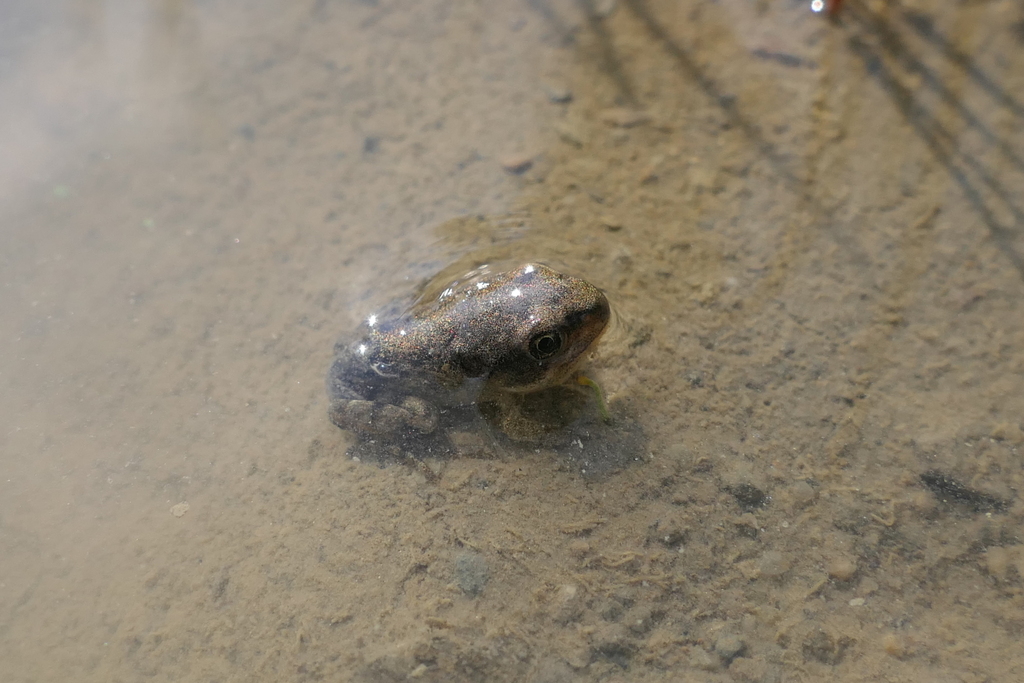 Taurus Frog from Ilgaz/Çankırı, Türkei on August 05, 2022 at 04:23 PM ...