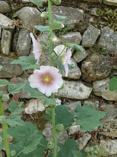 Alcea galilaea · iNaturalist