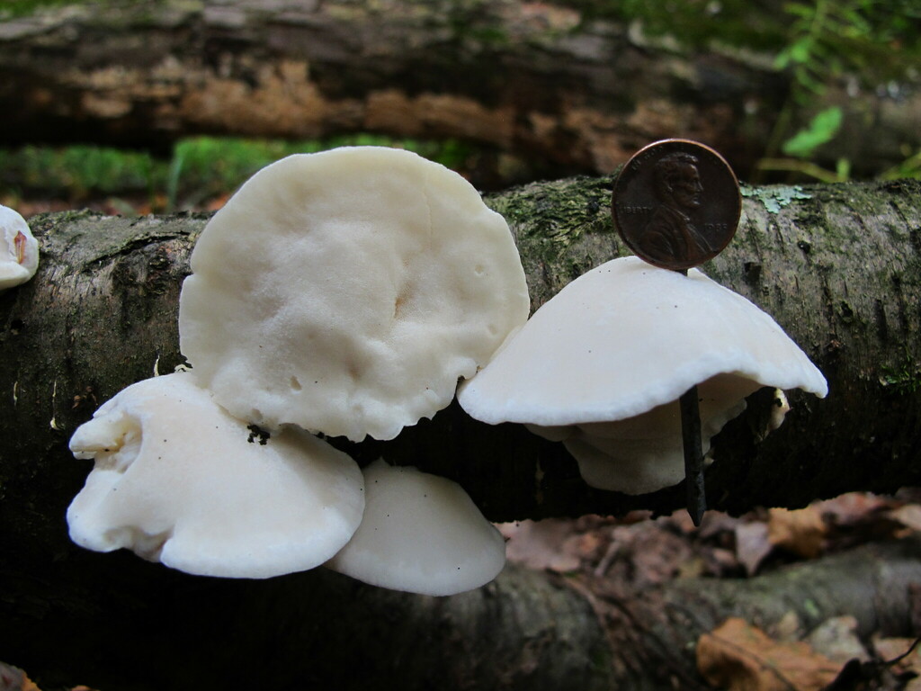 White Cheese Polypore from Dauphin County, PA, USA on September 30 ...