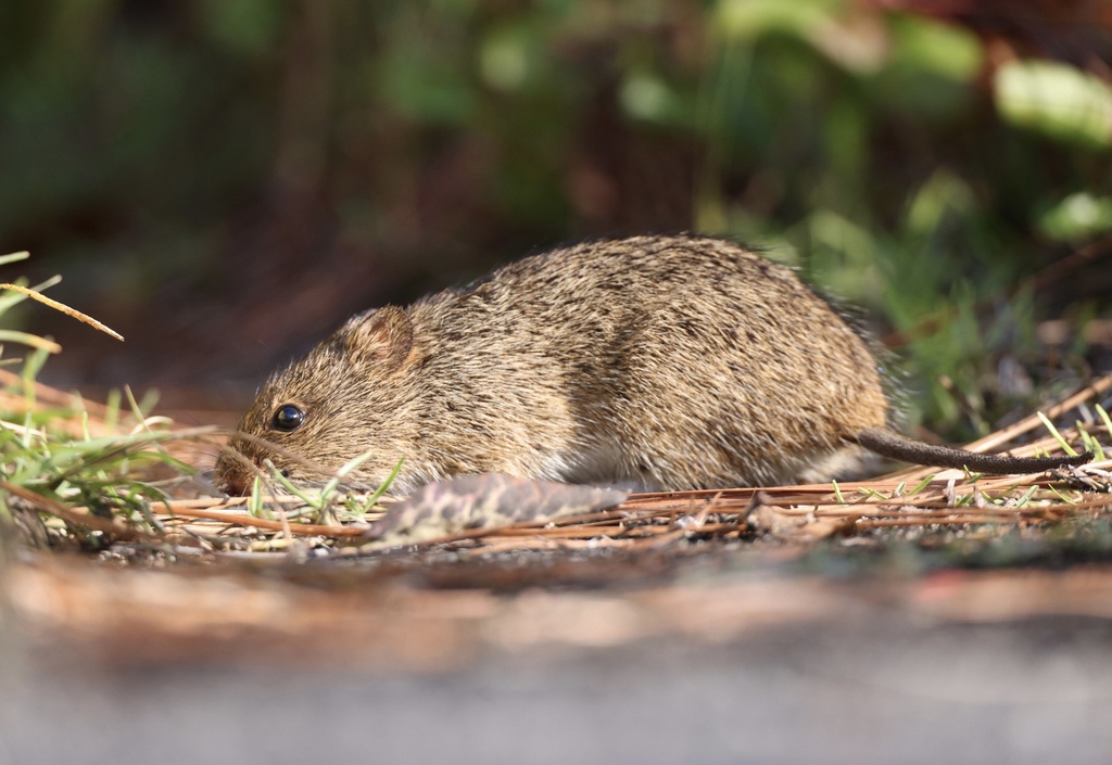 Hispid Cotton Rat from E University Ave, Gainesville, FL, US on August ...