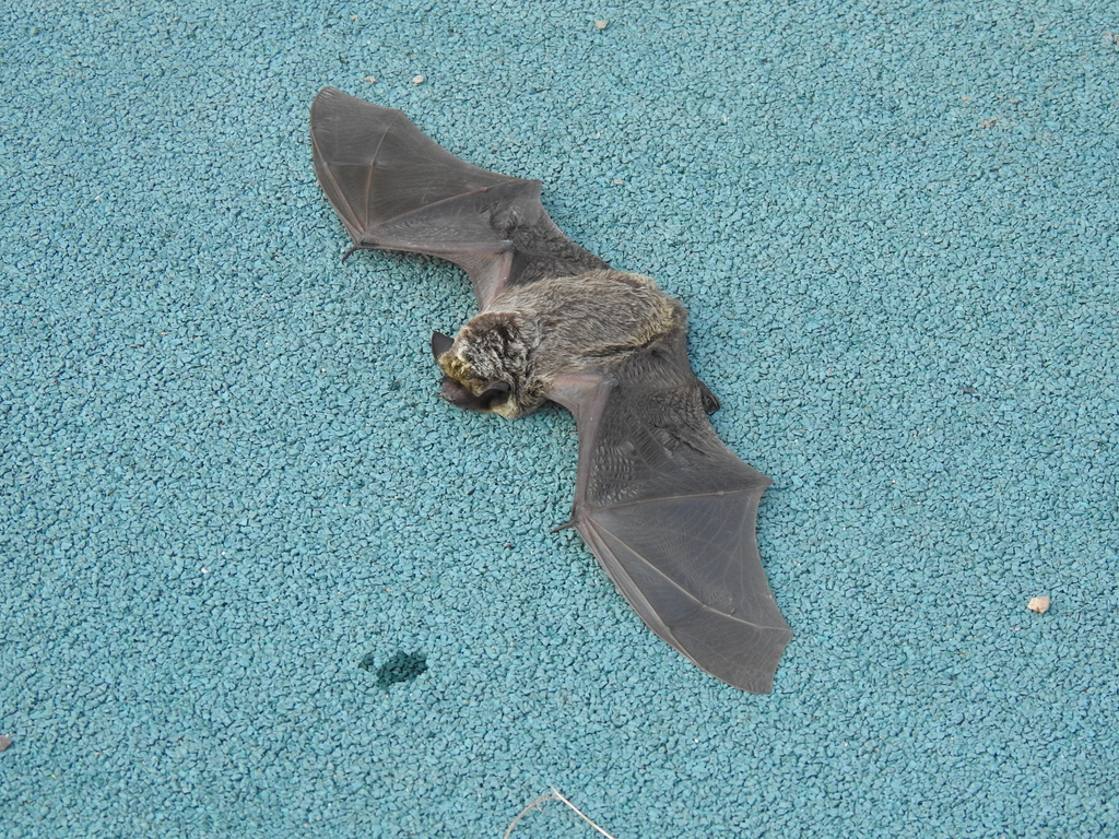 Asian Particoloured Bat from 中国北京市怀柔区 on October 7, 2019 at 09:13 AM by ...