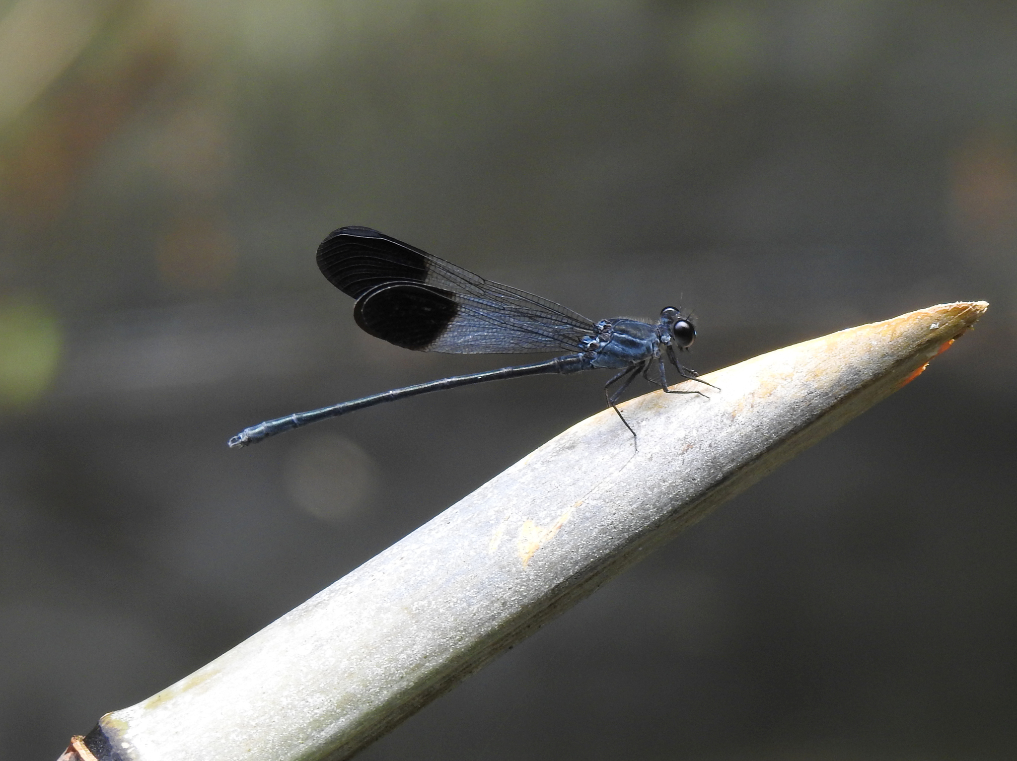 Bayadera melanopteryx Ris, 1912